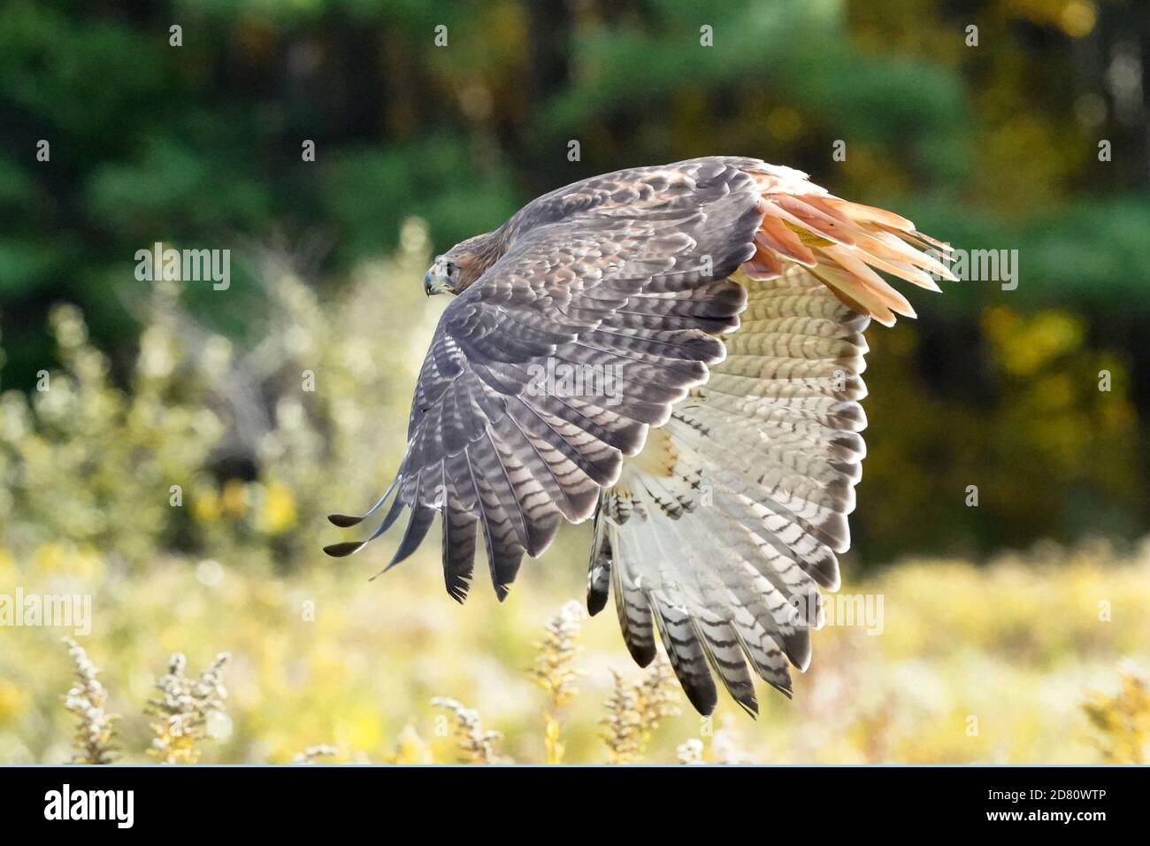 Red Tailed hawk perching and flying Stock Photo - Alamy