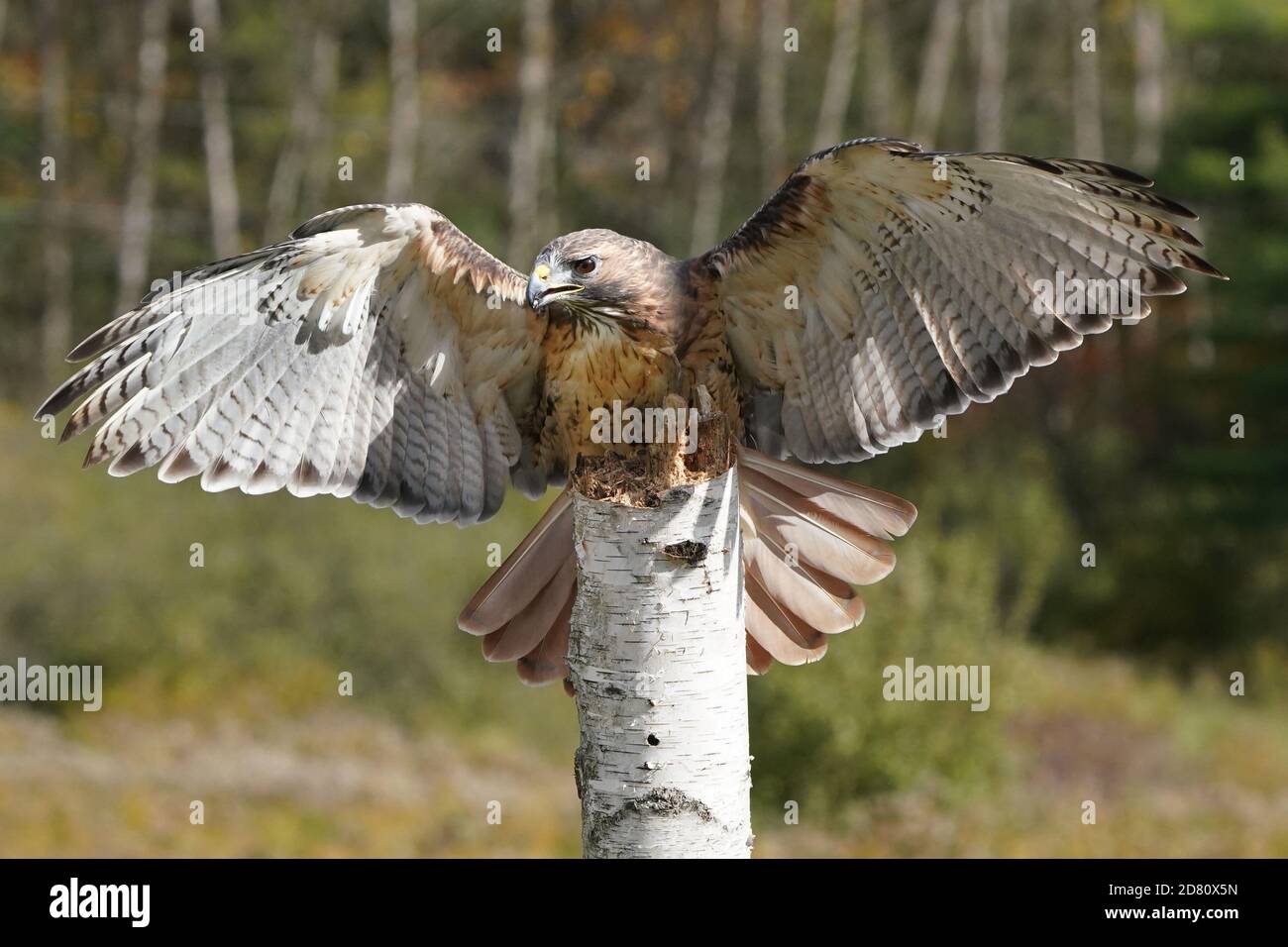 Red Tailed hawk perching and flying Stock Photo - Alamy