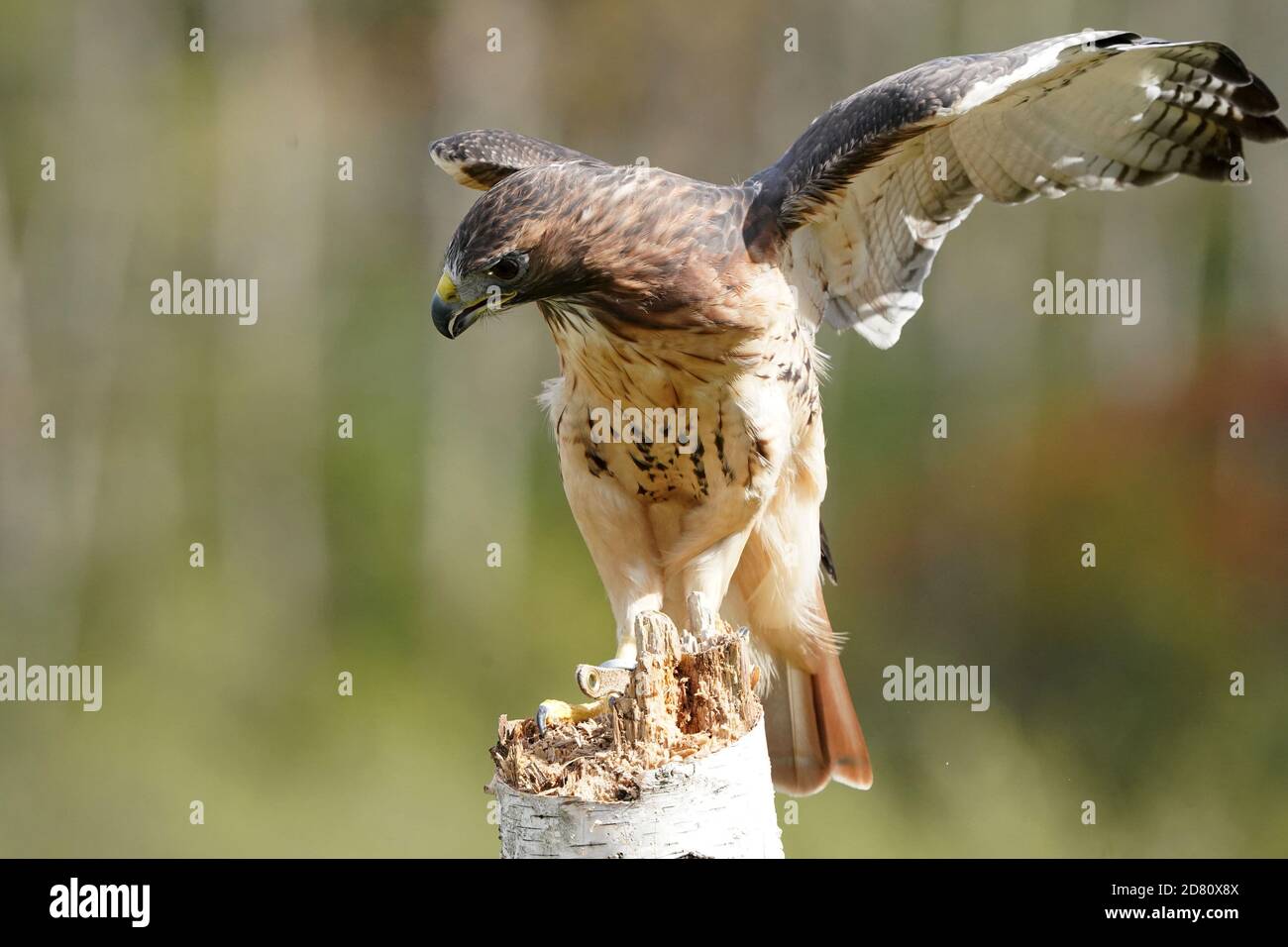 Red Tailed hawk perching and flying Stock Photo - Alamy