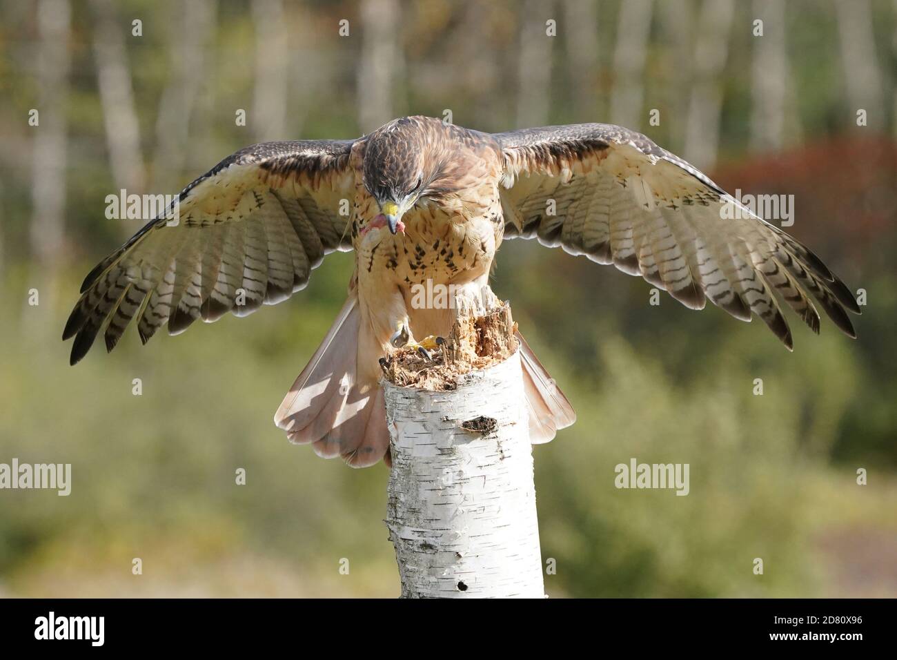 Red Tailed hawk perching and flying Stock Photo - Alamy