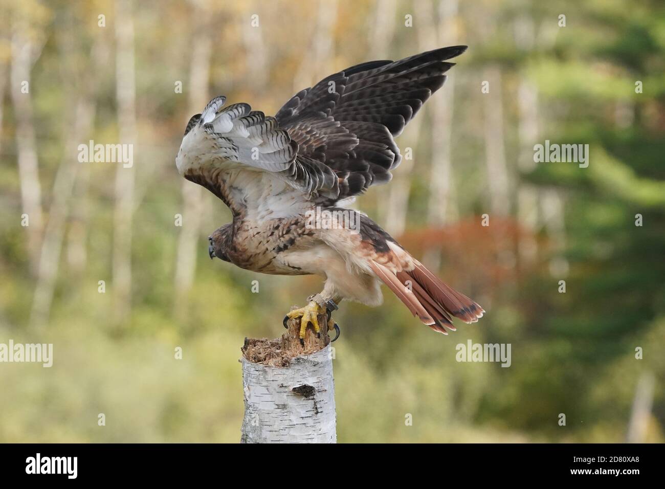Red Tailed hawk perching and flying Stock Photo - Alamy
