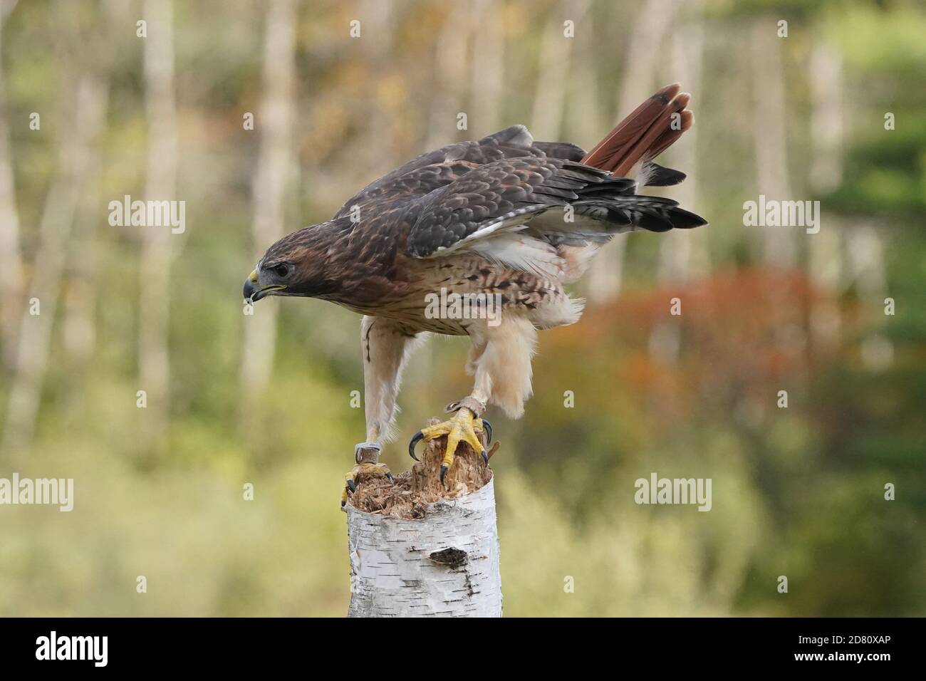Red Tailed hawk perching and flying Stock Photo - Alamy