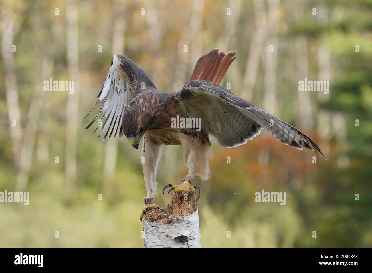 Red Tailed hawk perching and flying Stock Photo - Alamy