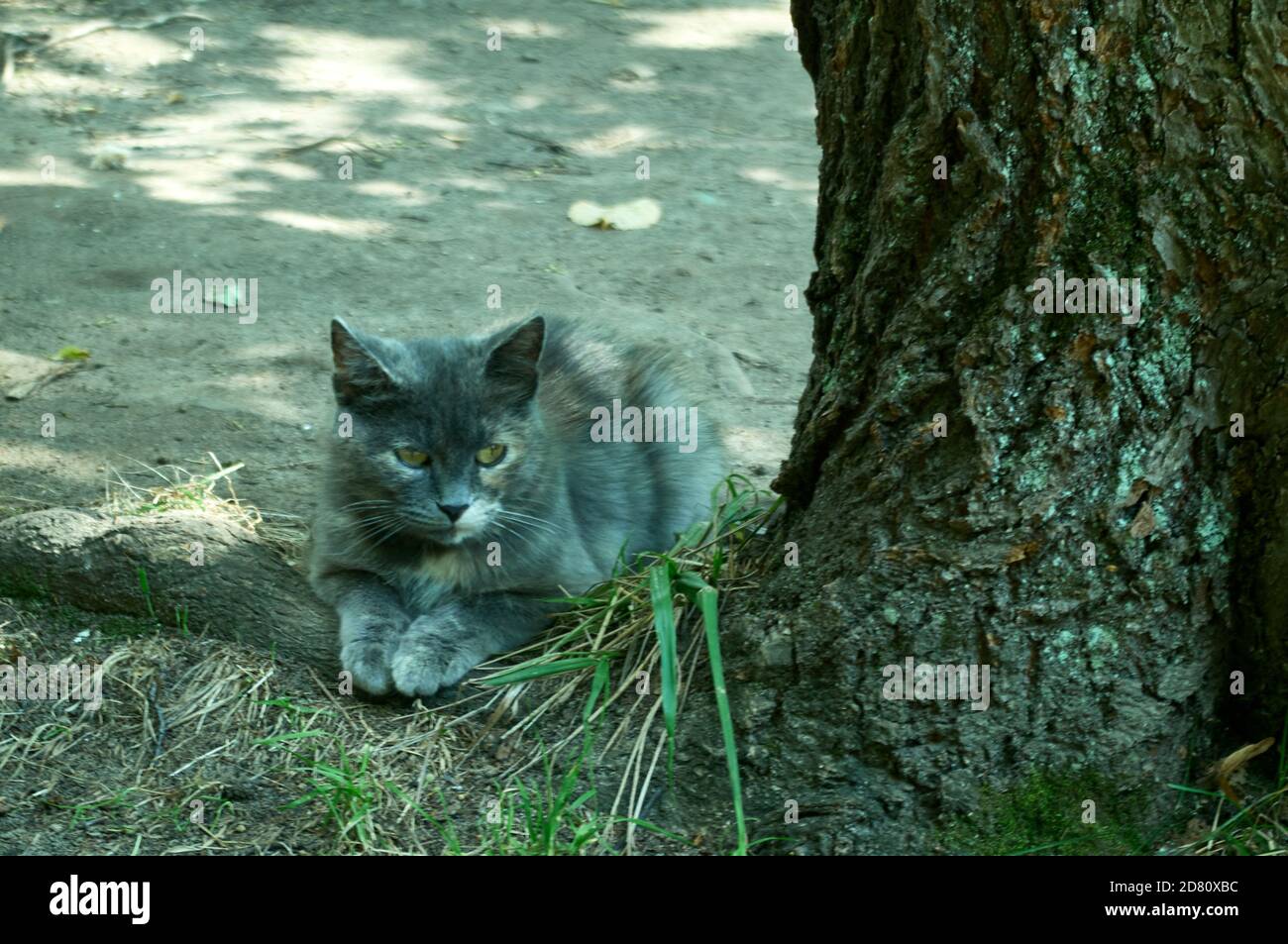 People sitting on tree roots hi-res stock photography and images - Alamy