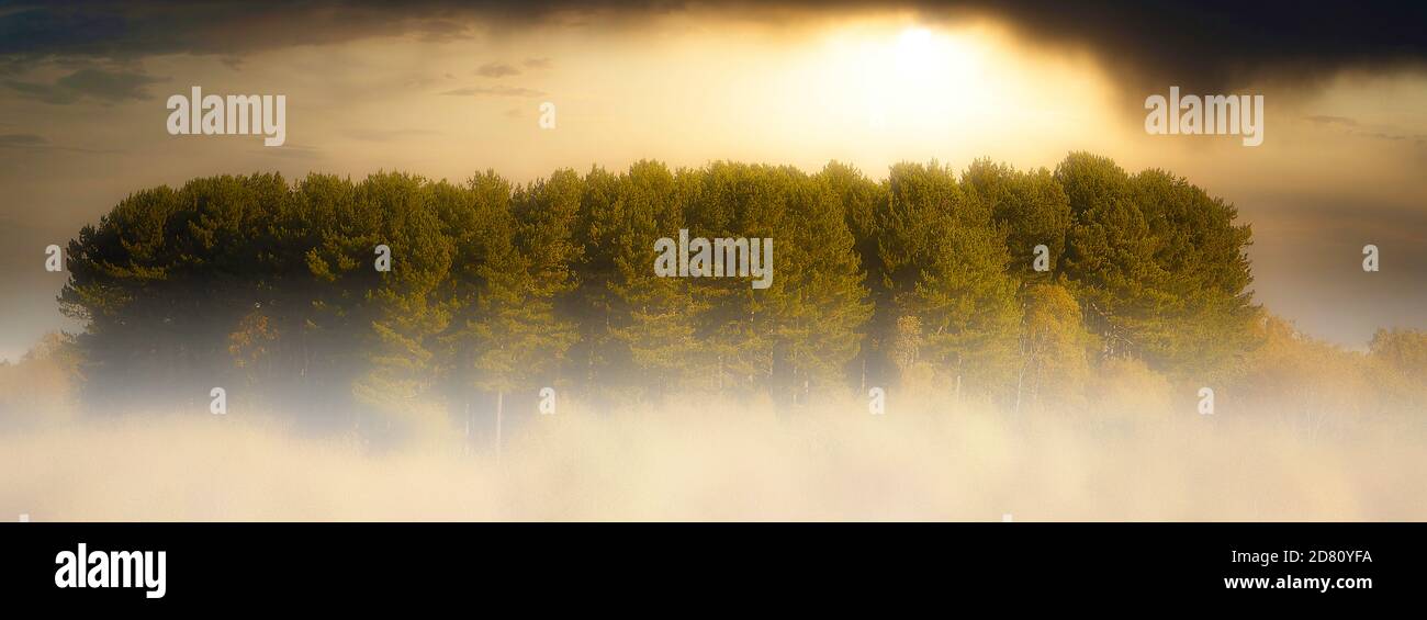 Tree cluster in Autumn showing all the Autumn colours and some fog and ...