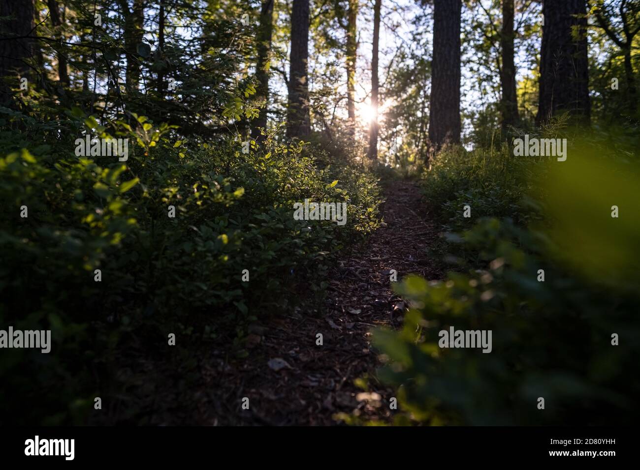 Beautiful forest landscape. Trail passes through trees and vegetation ...