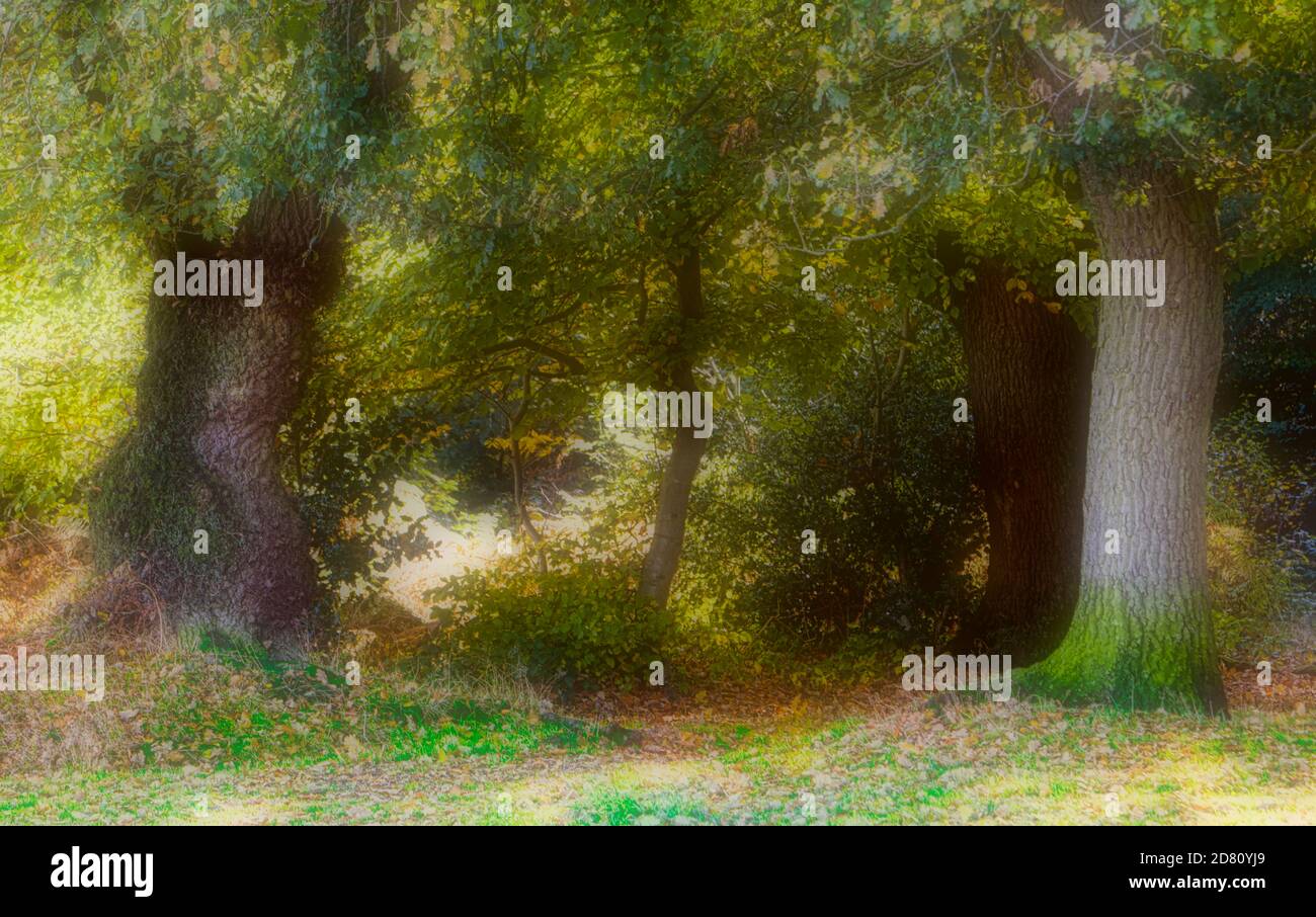 Autumn Scene in Sutton park with golden trees and foliage with lovely ...