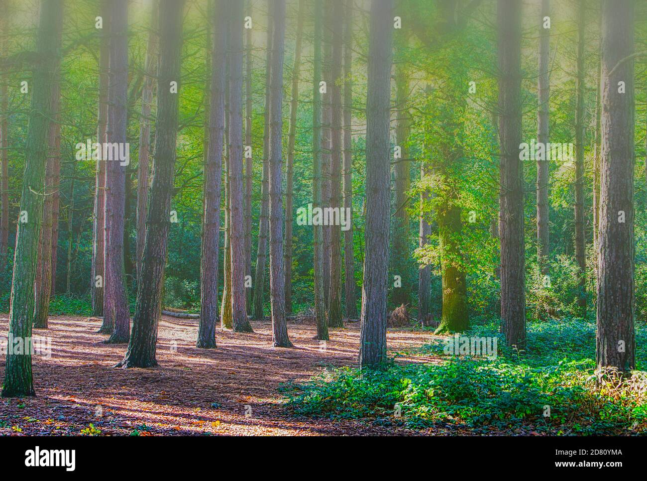 Autumn Scene in Sutton park with golden trees and foliage with lovely ...