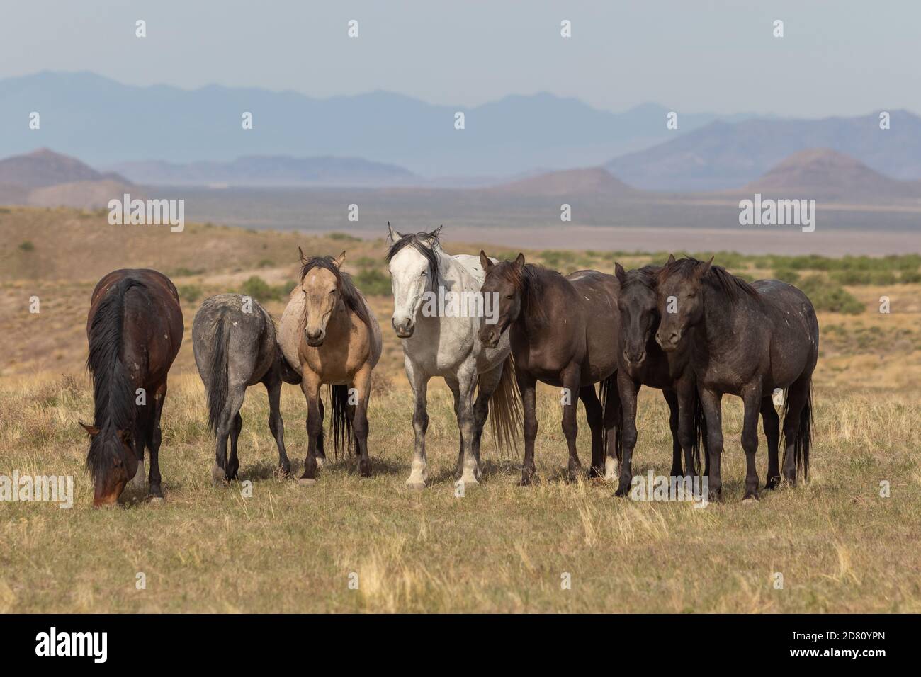 Wild horses in the Utah Desert Stock Photo - Alamy