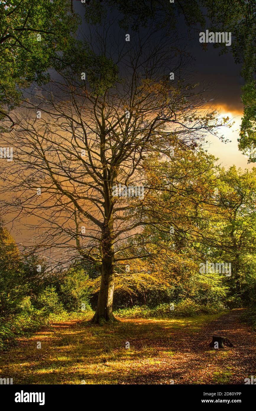 Autumn Scene in Sutton park with golden trees and foliage with lovely ...