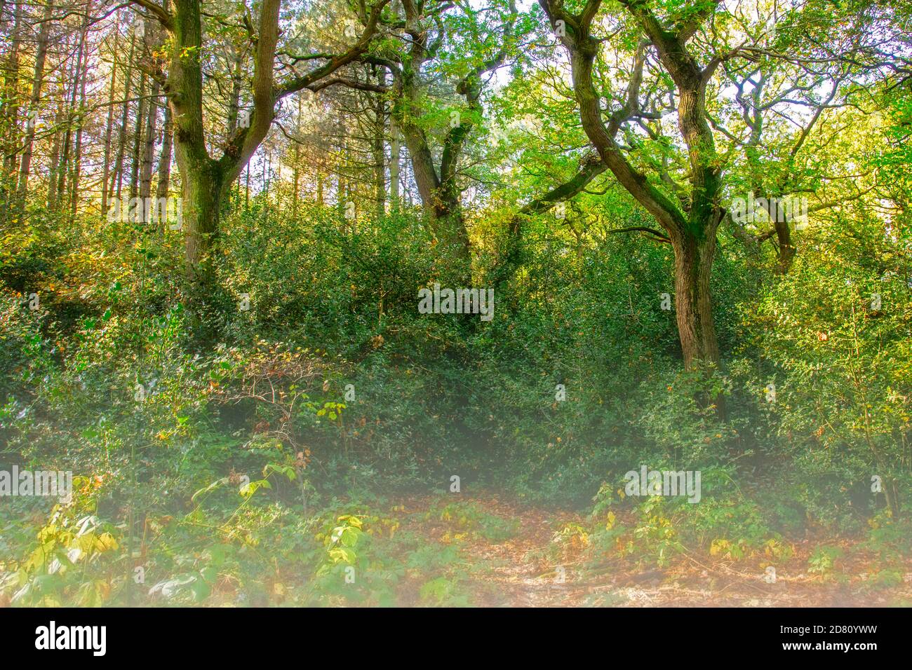 Autumn Scene in Sutton park with golden trees and foliage with lovely ...