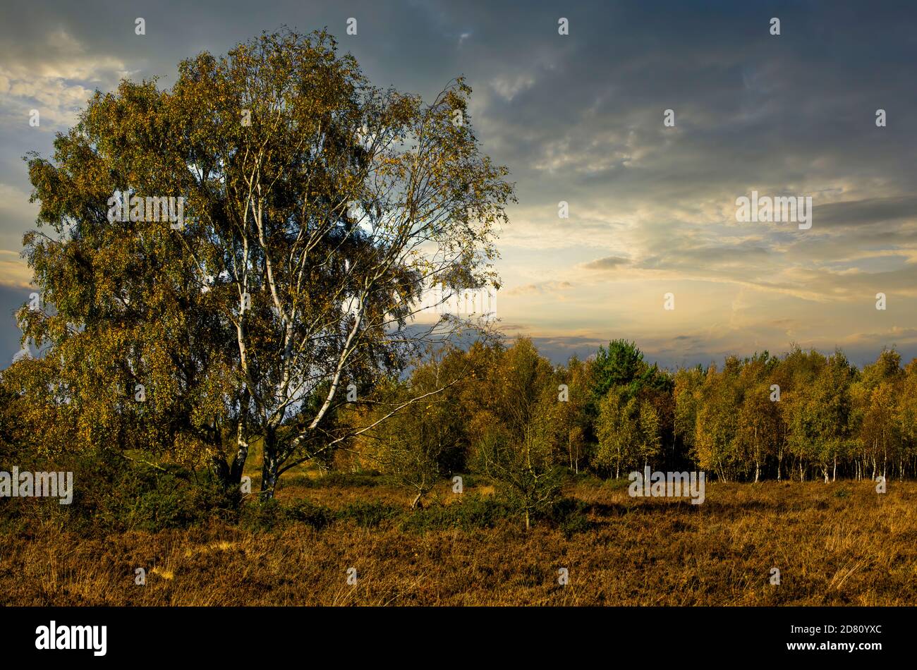 Autumn Scene in Sutton park with golden trees and foliage with lovely ...