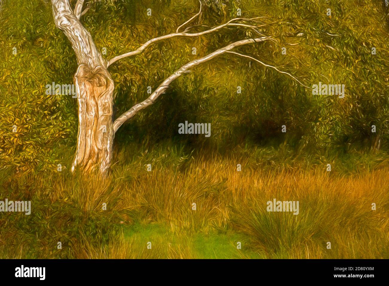 Autumn Scene in Sutton park with golden trees and foliage with lovely ...