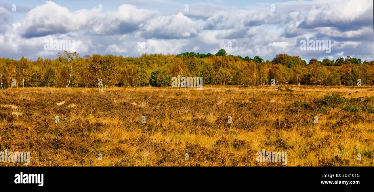 Autumn Scene in Sutton park with golden trees and foliage with lovely ...