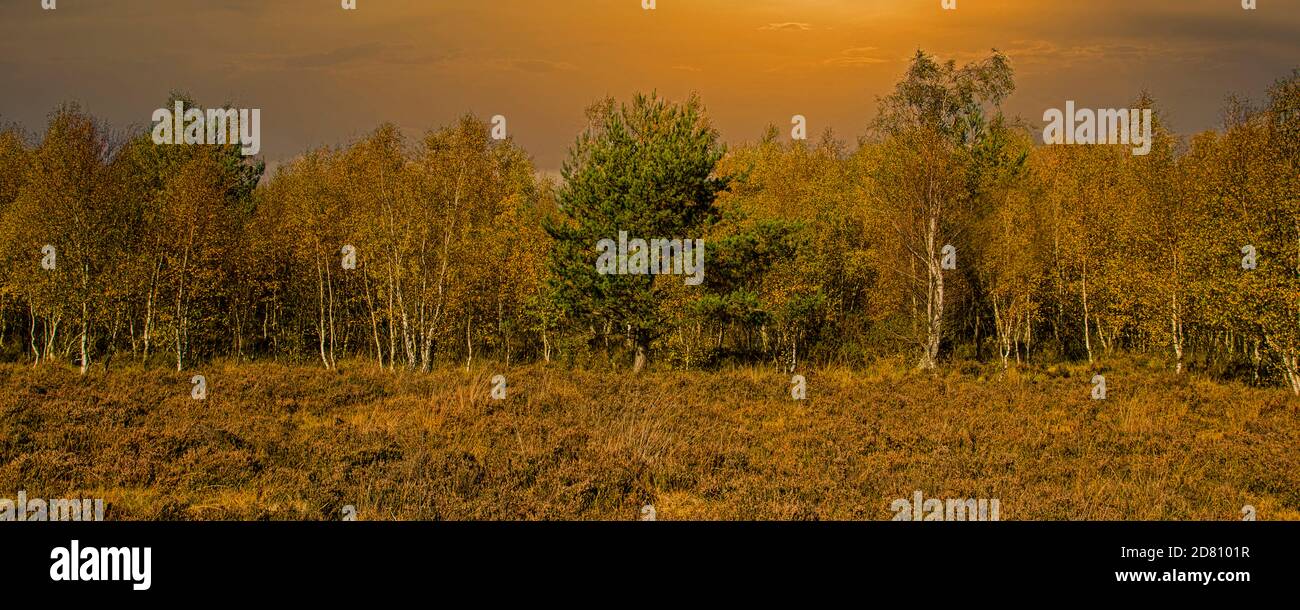 Autumn Scene in Sutton park with golden trees and foliage with lovely ...