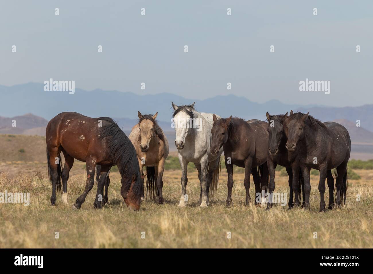 Wild horses in the Utah Desert Stock Photo - Alamy