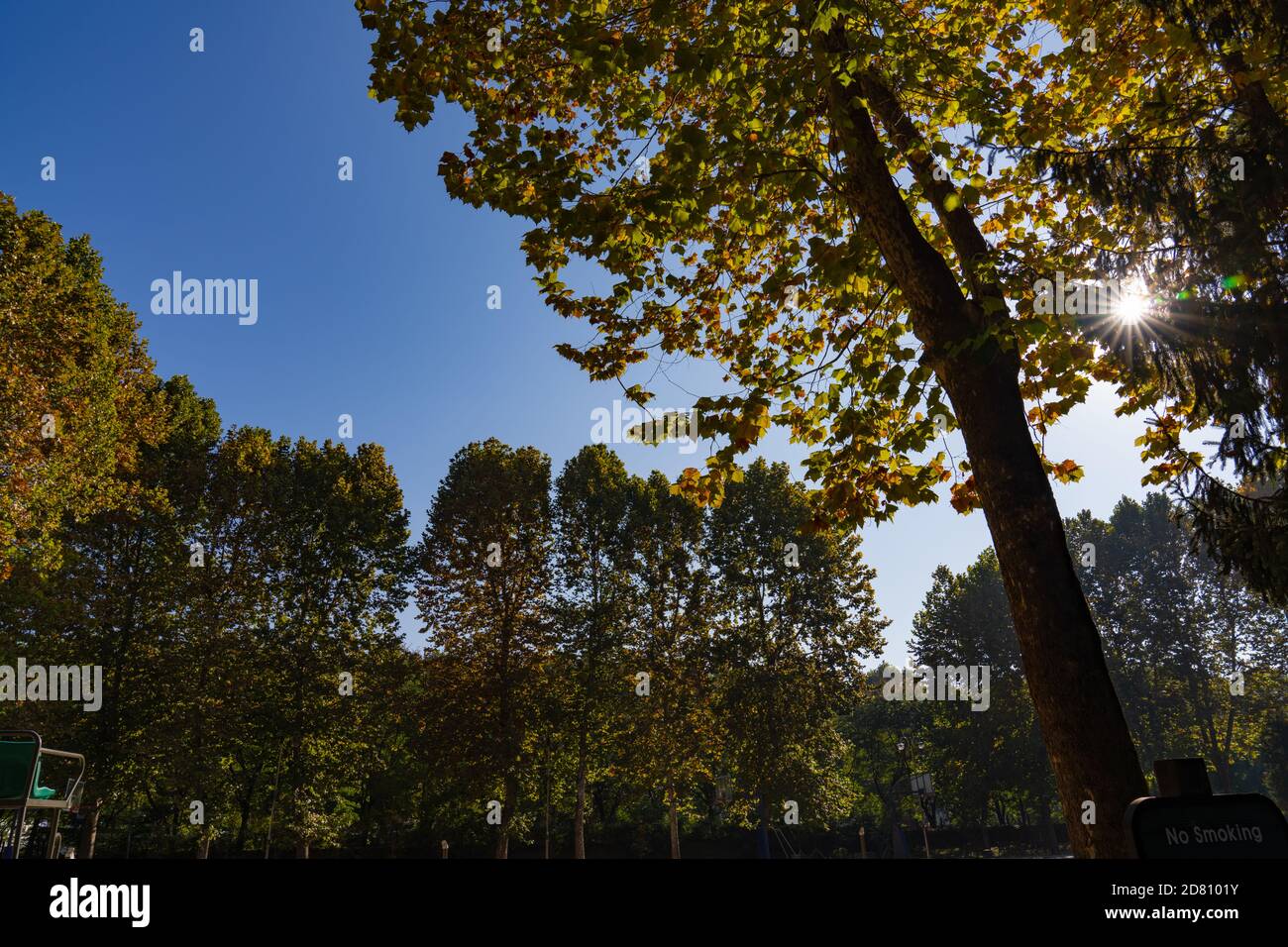 Colored tree leaves with sun in fall Stock Photo - Alamy