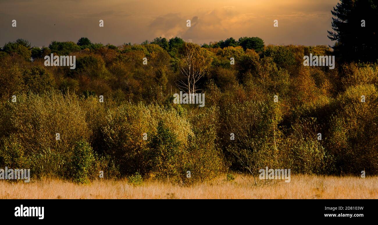 Autumn Scene in Sutton park with golden trees and foliage with lovely ...