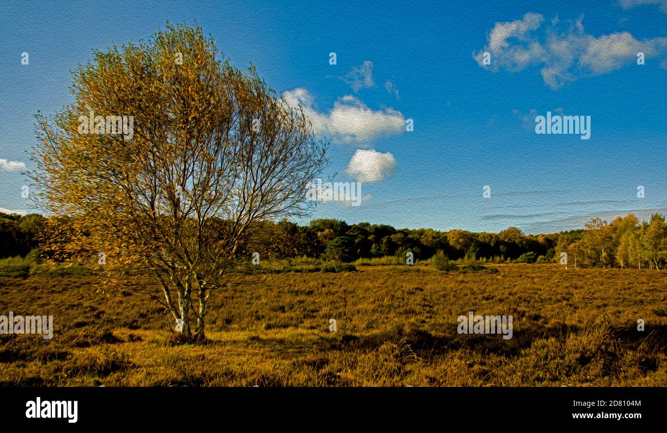 Autumn Scene in Sutton park with golden trees and foliage with lovely ...