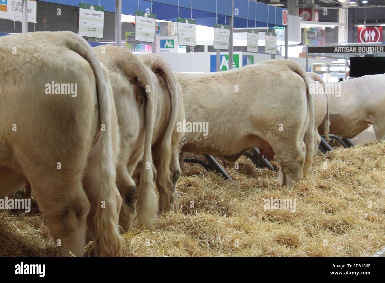 Cow asses hi-res stock photography and images - Alamy