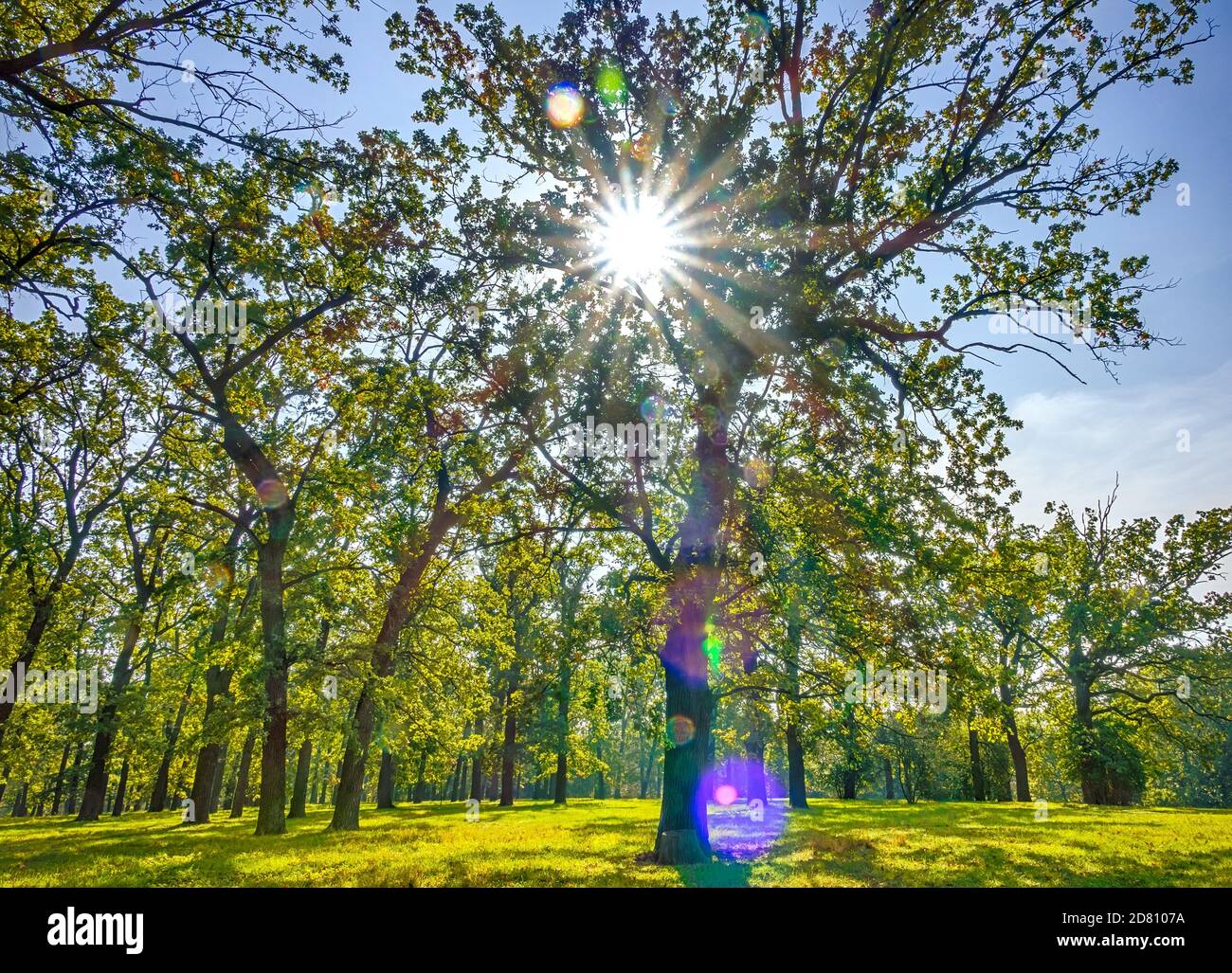 Warmy cloudless day in an empty park. Sun Rays make their way through ...