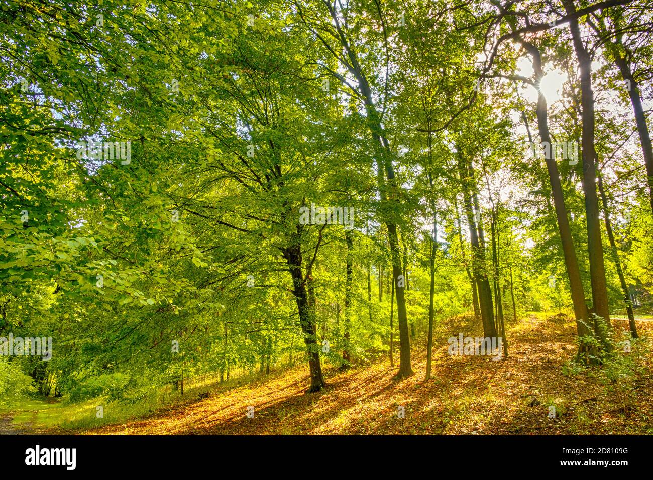 Cloudless warmy day in an empty park. Sun Rays make their way through ...