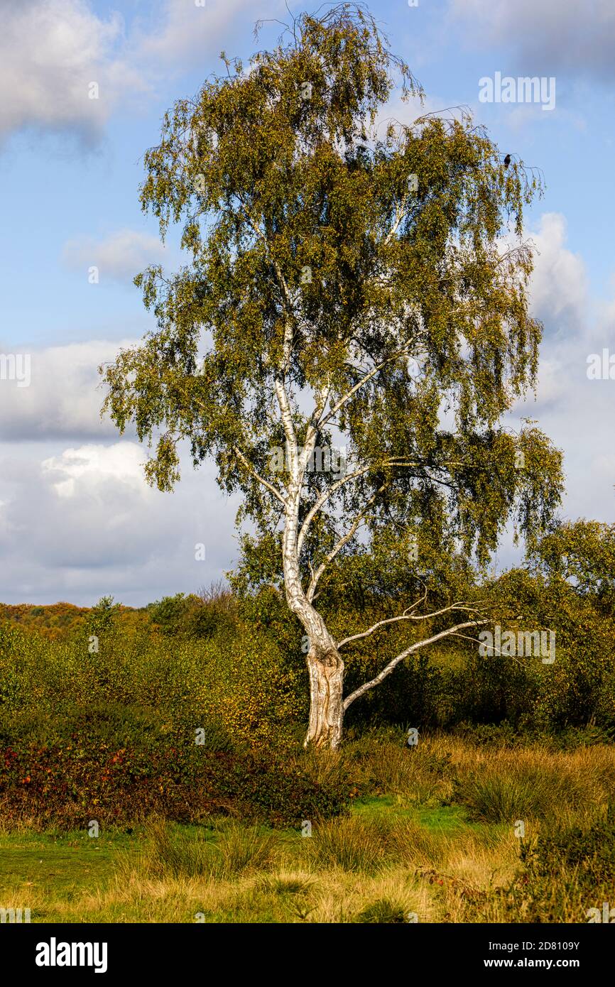Autumn Scene in Sutton park with golden trees and foliage with lovely ...