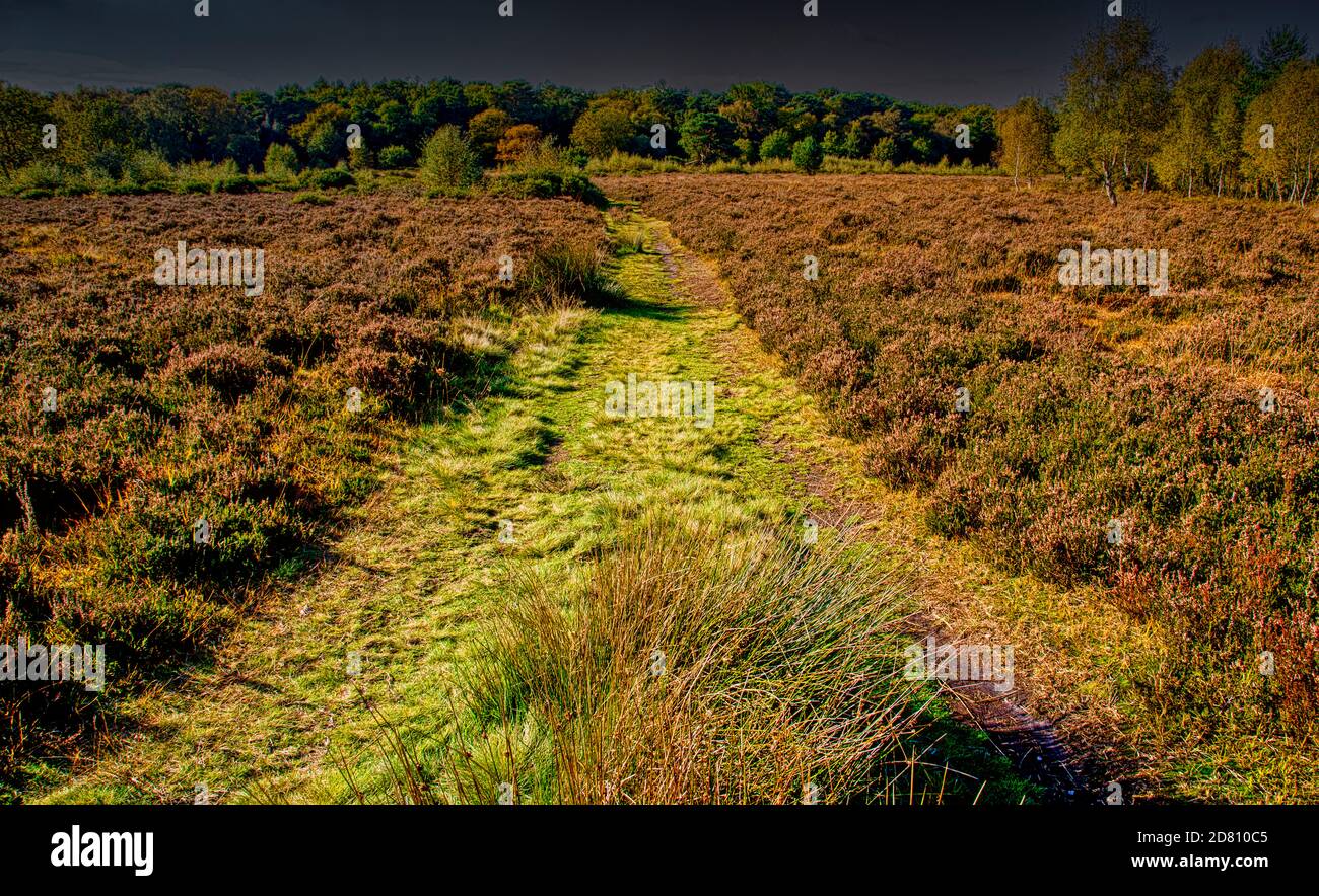 Lovely woodland walk through Sutton Park in Autumn showing all the ...
