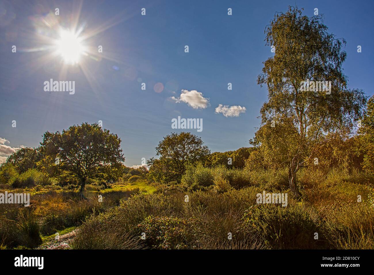 Autumn Scene in Sutton park with golden trees and foliage with lovely ...