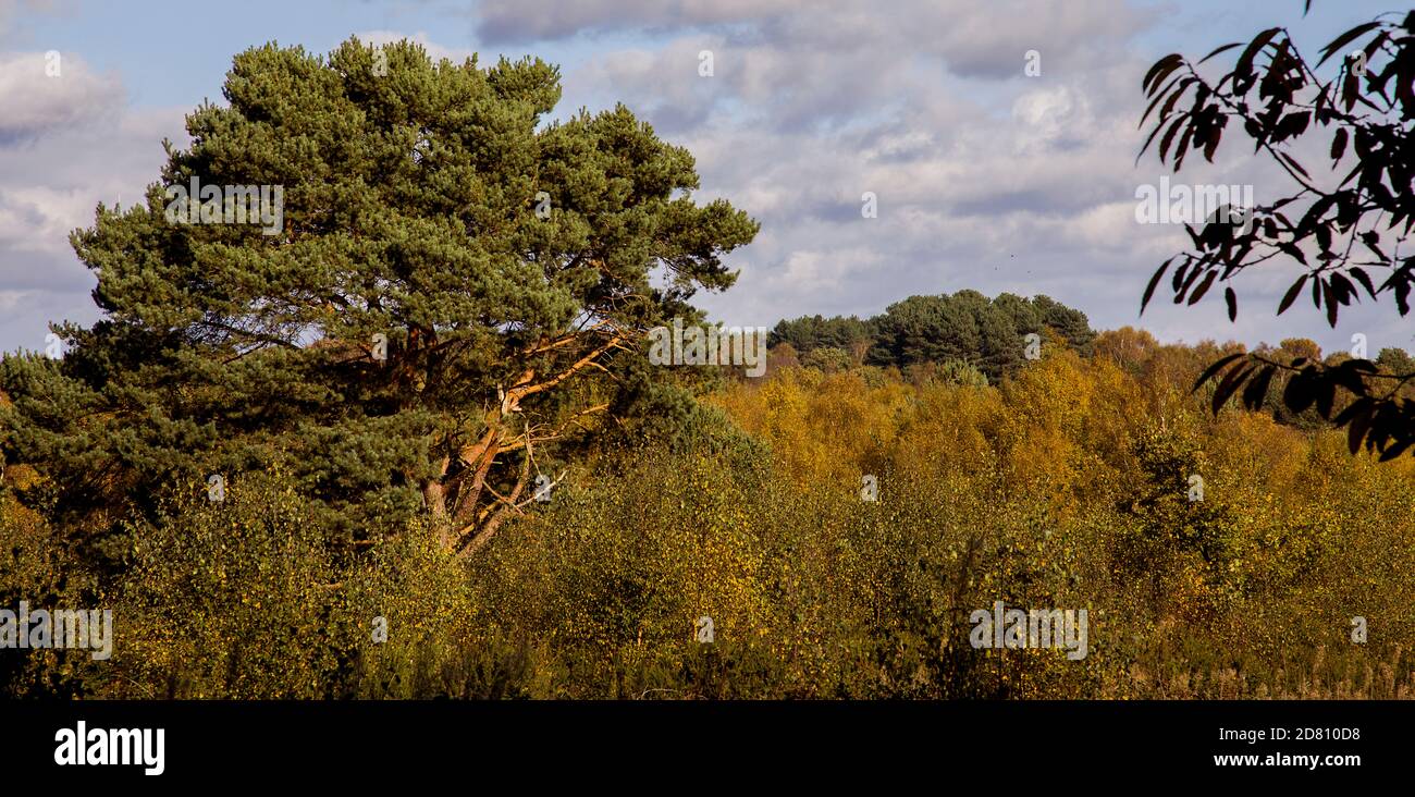 Autumn Scene in Sutton park with golden trees and foliage with lovely ...