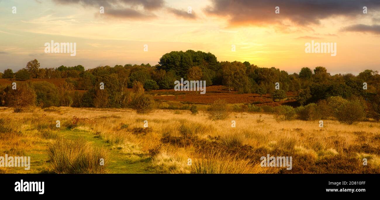 Autumn Scene in Sutton park with golden trees and foliage with lovely ...