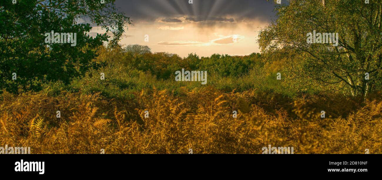 Autumn Scene in Sutton park with golden trees and foliage with lovely ...