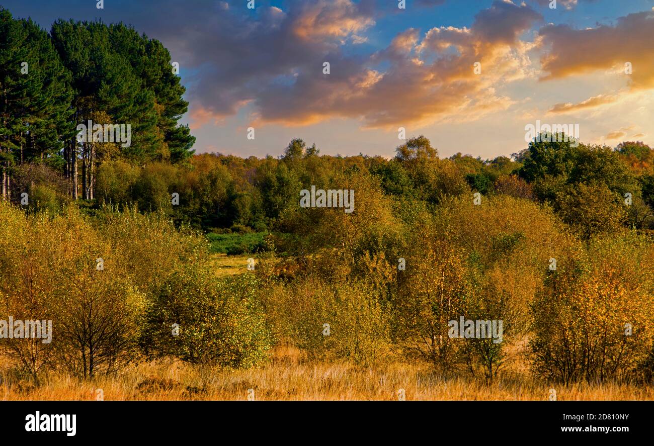 Autumn Scene in Sutton park with golden trees and foliage with lovely ...