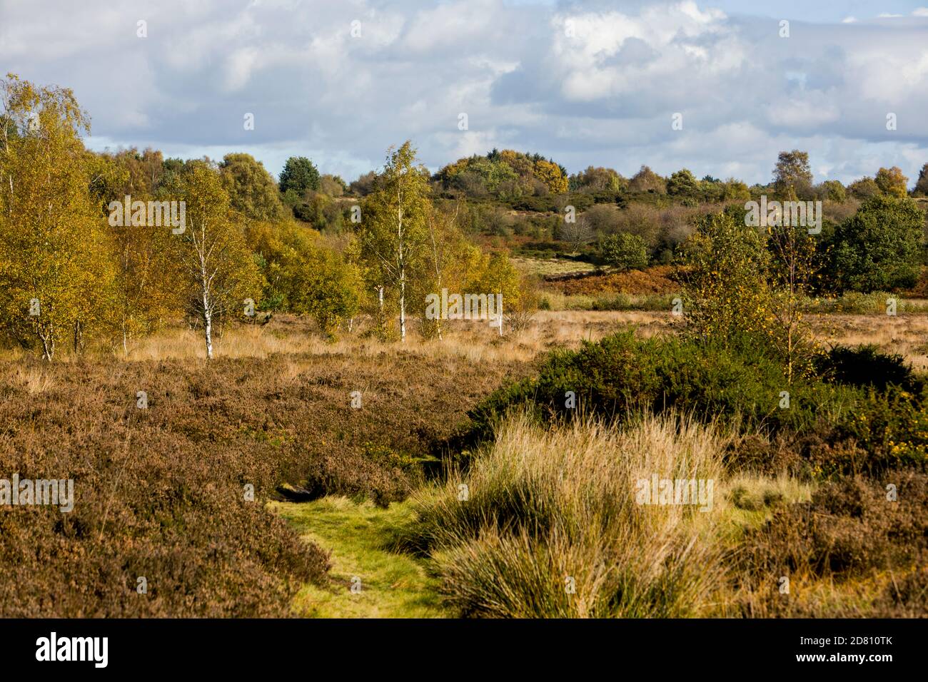 Autumn Scene in Sutton park with golden trees and foliage with lovely ...