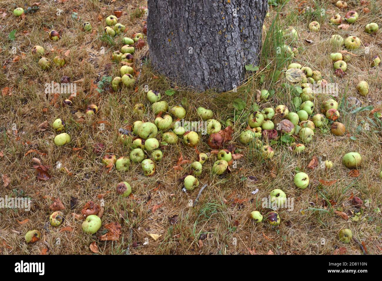 Old Apple Tree Orchard