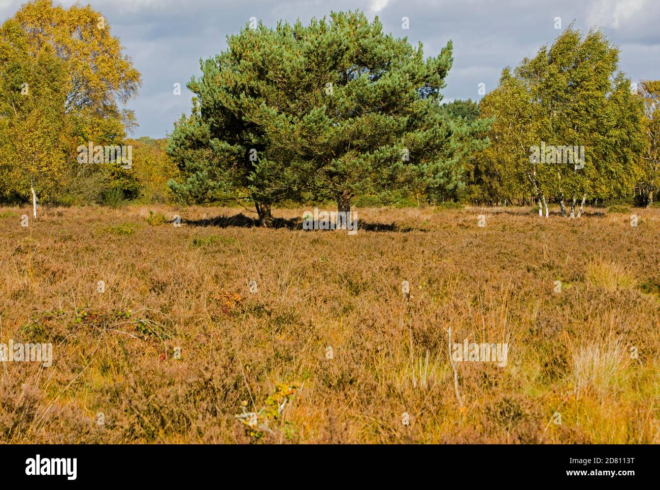 Autumn Scene in Sutton park with golden trees and foliage with lovely ...