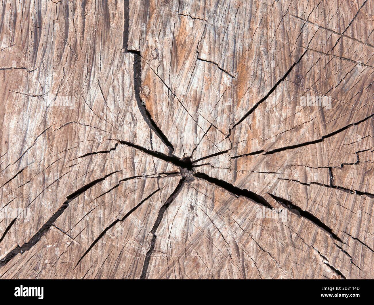 cracked old tree texture Stock Photo - Alamy