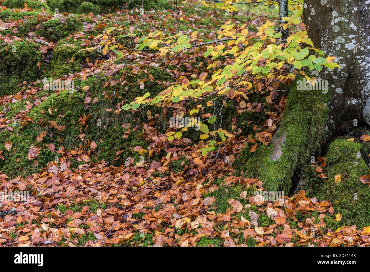 Pictorial lake district hi-res stock photography and images - Alamy