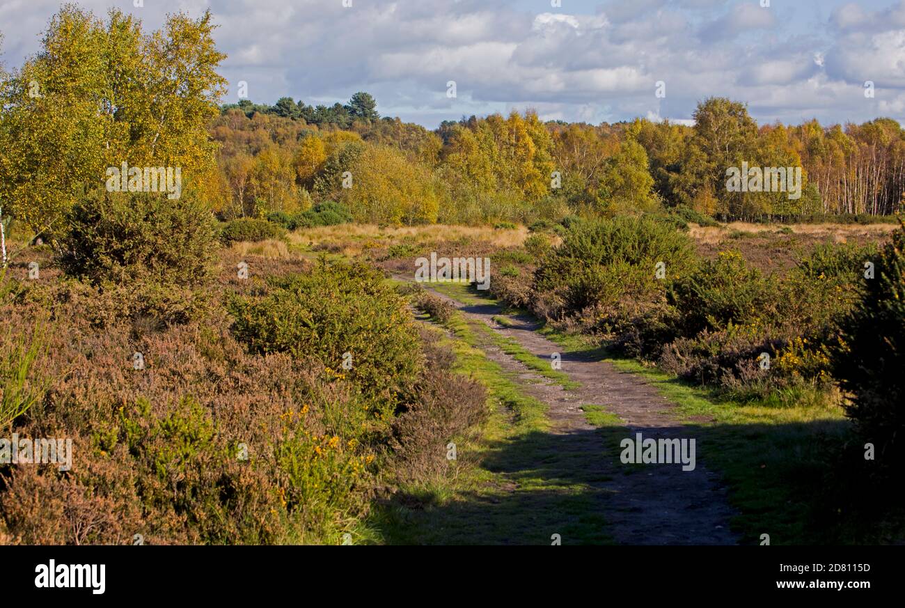 Lovely woodland walk through Sutton Park in Autumn showing all the ...