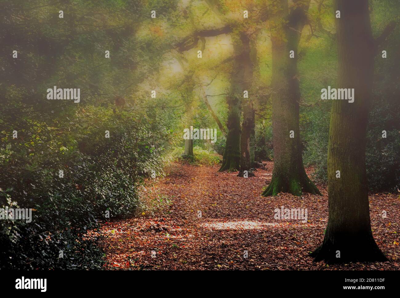 Lovely woodland walk through Sutton Park in Autumn showing all the ...