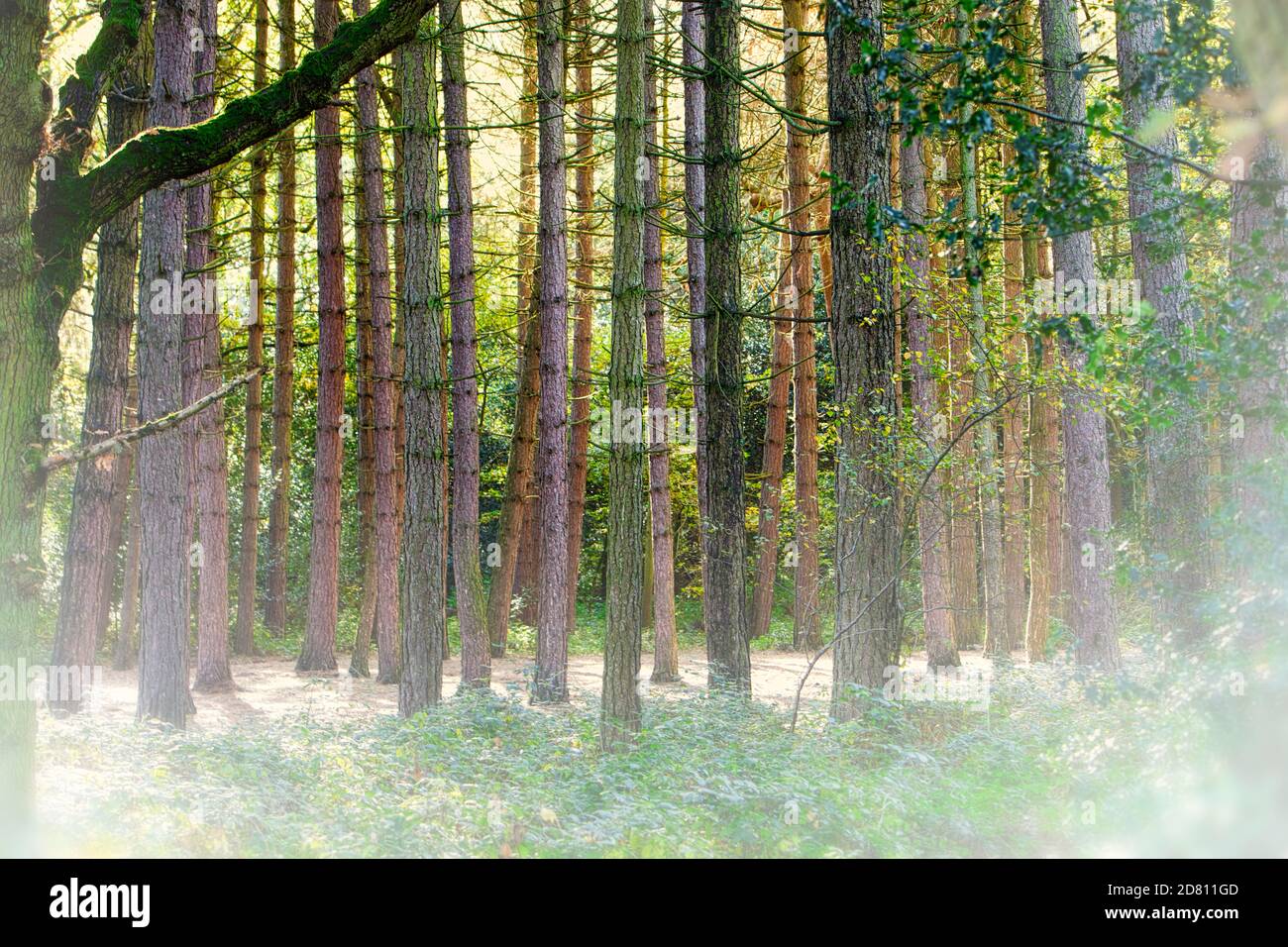 Autumn Scene in Sutton park with golden trees and foliage with a misty ...