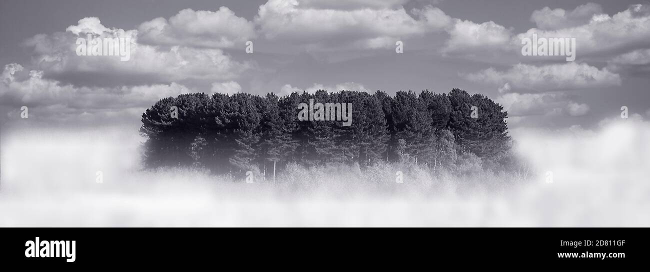 Black and white tree cluster surrounded by a dense fog mist Stock Photo ...