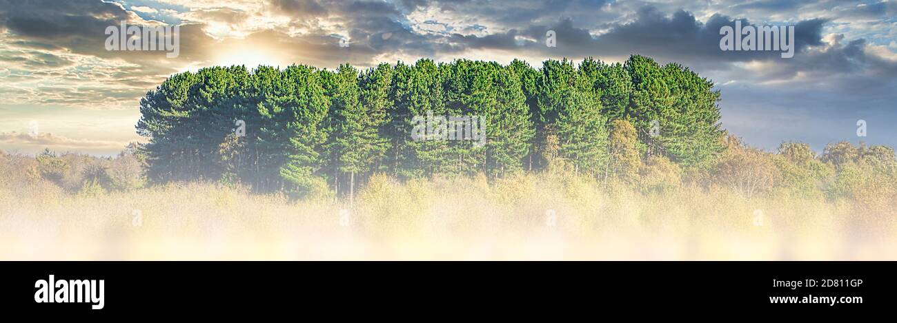 Tree cluster in Autumn showing all the Autumn colours and some fog and ...