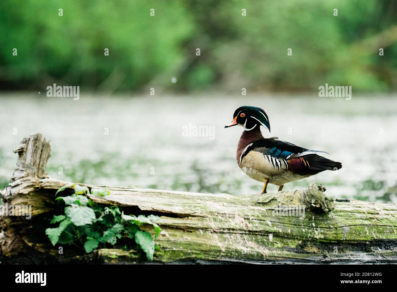 Duck standing on a log hi-res stock photography and images - Alamy