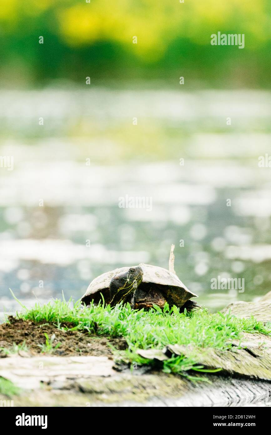 Straight on view of a Stock Photo - Alamy