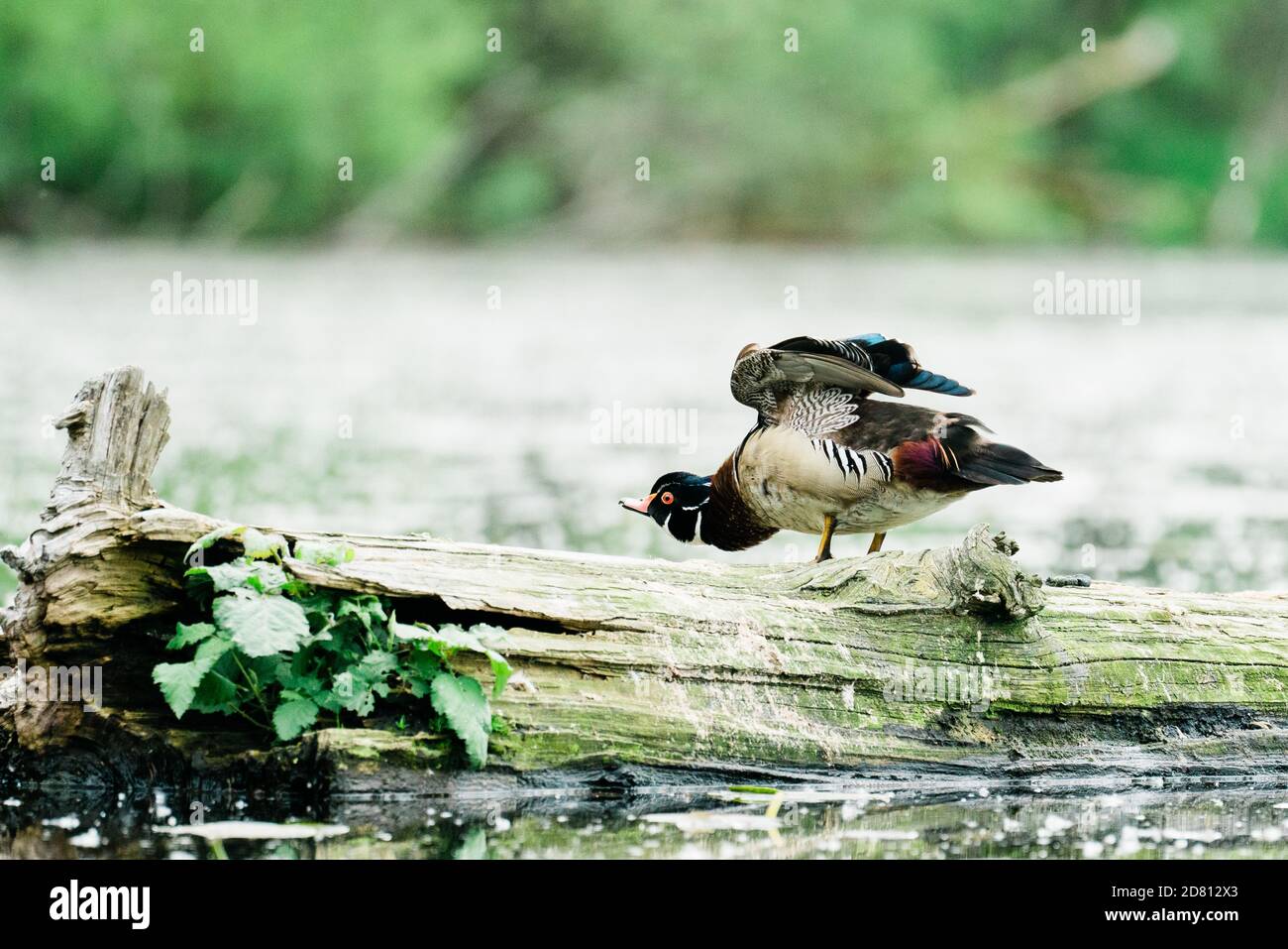 Side view of a male wood duck stretching its wings Stock Photo - Alamy