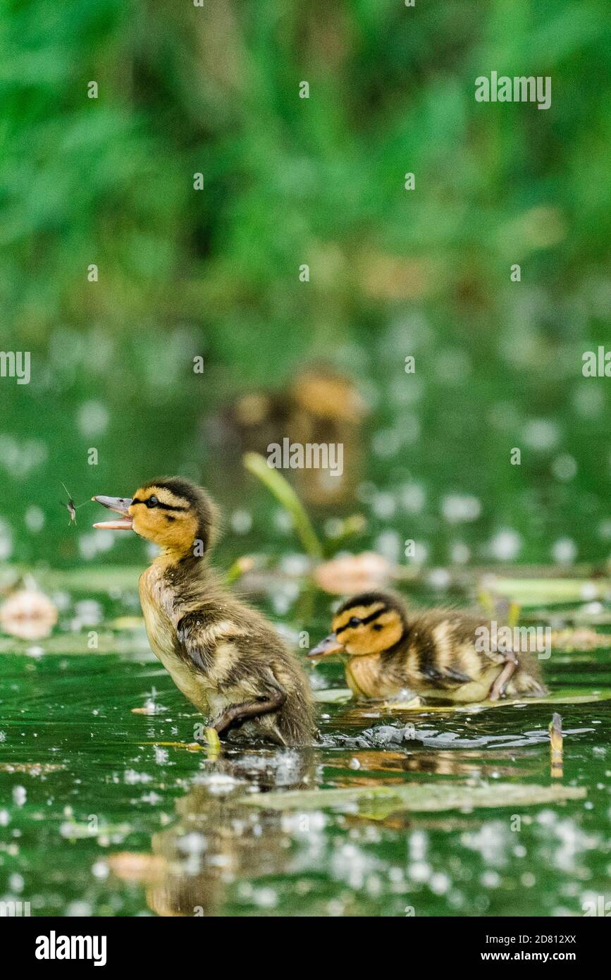 A young mallard duckling jumping to catch a bug Stock Photo - Alamy