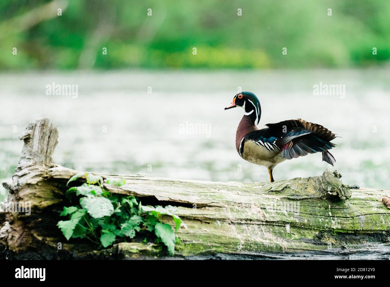 Side view of a male wood duck stretching its wings and leg Stock Photo ...
