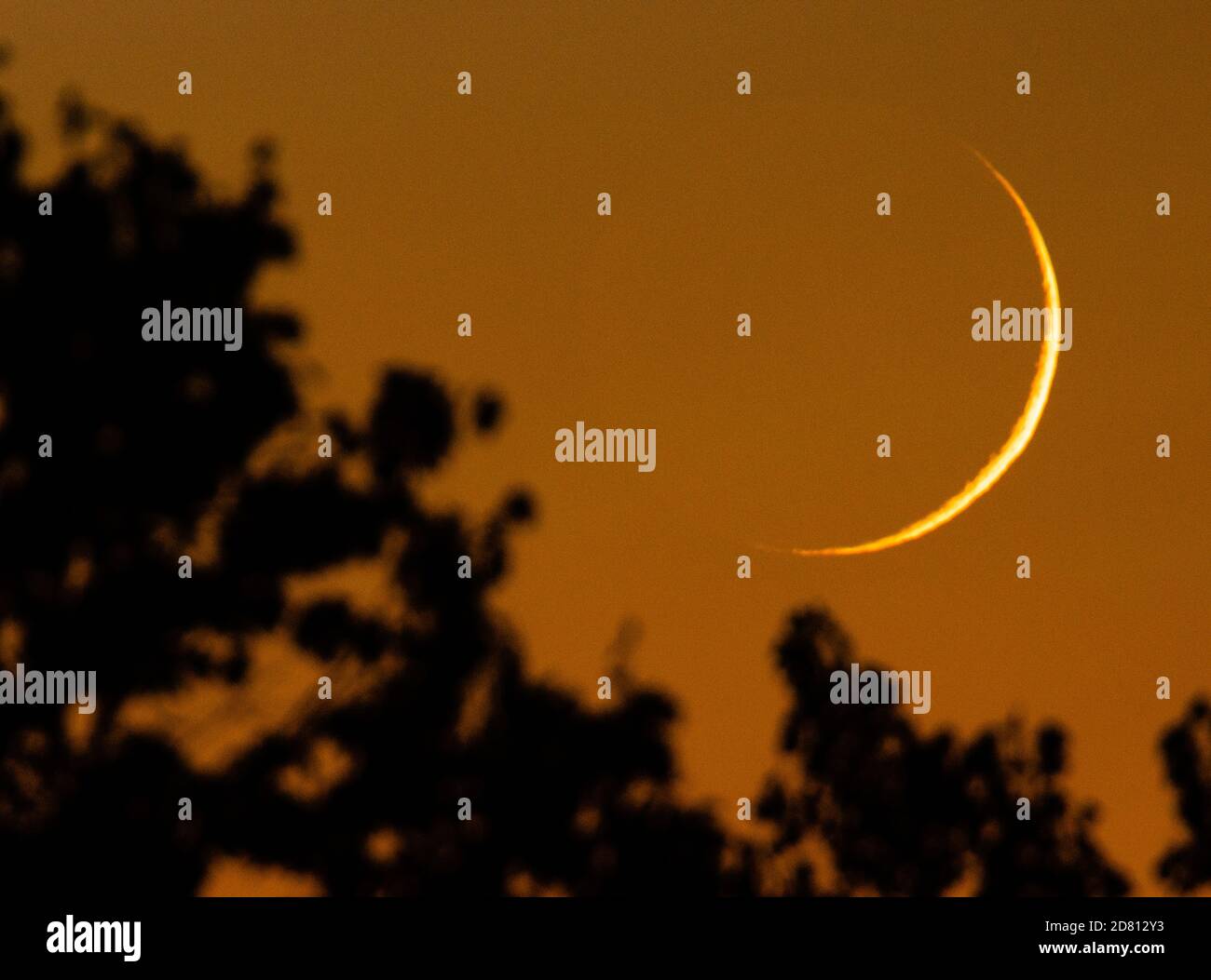 Waxing crescent moon sets over trees in western forest fire color sky ...