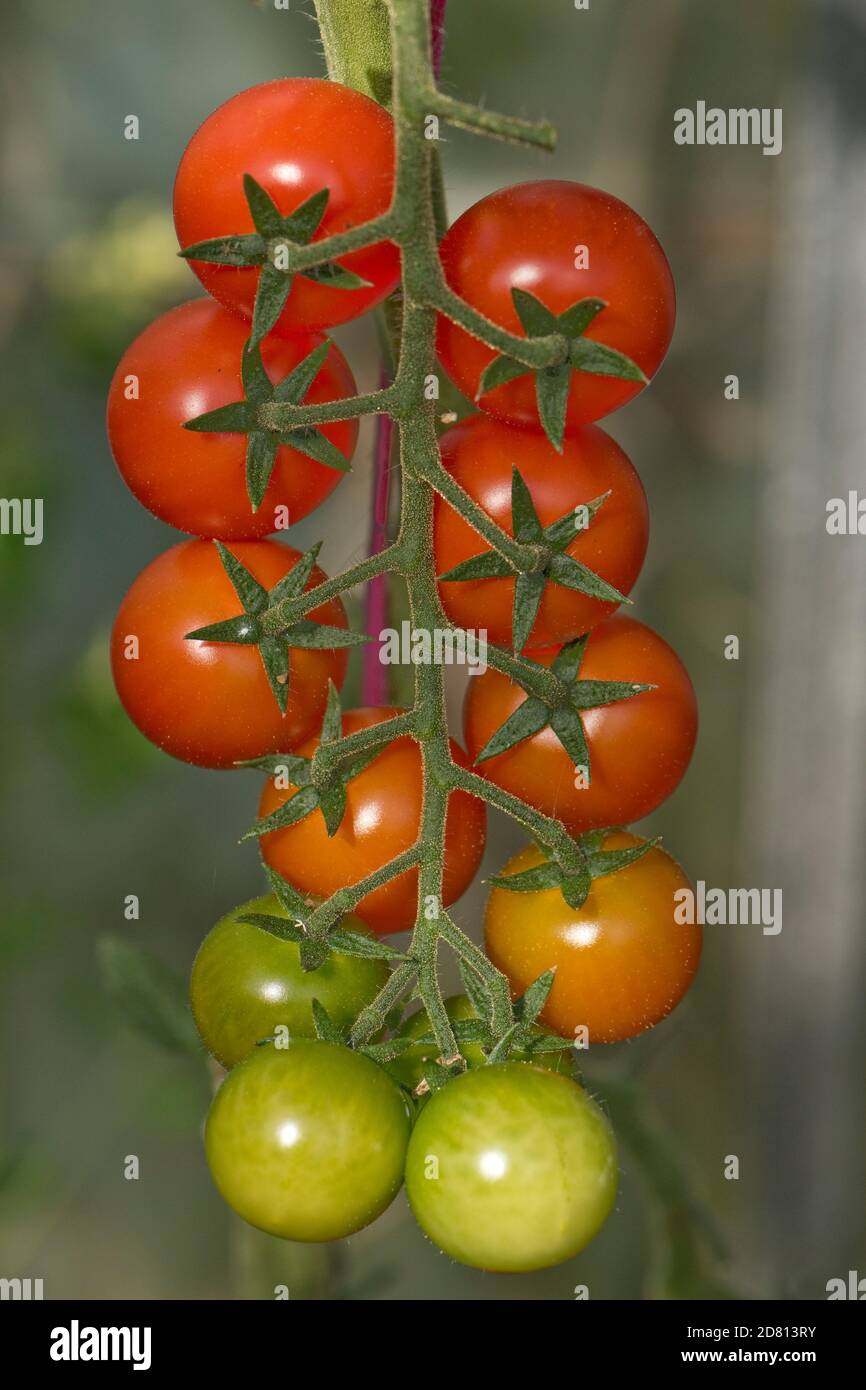 Glasshouse grown cherry tomatoes variety "Sweet Million" ripening red ...